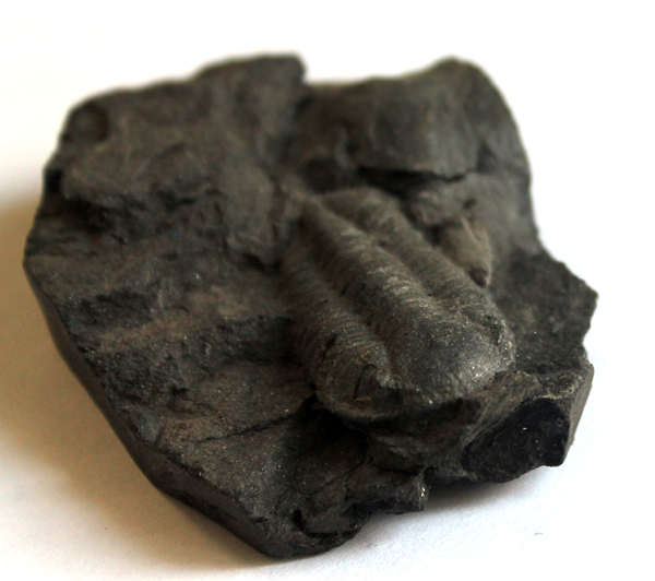 Phacopidina quadrata (Hawle & Corda, 1847), velikost - 30 mm (sag ...